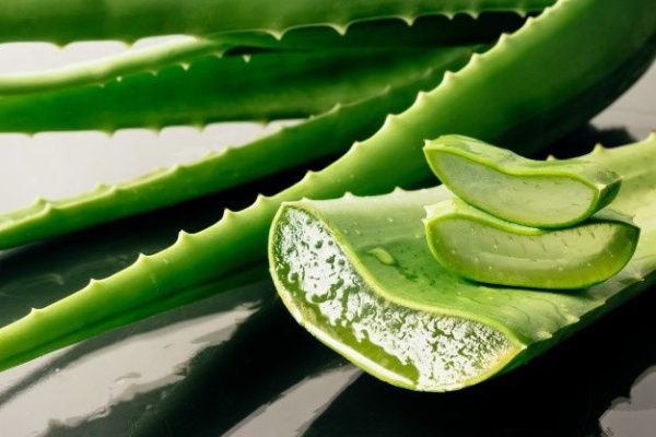 Processing Aloe Vera - Dr aloe