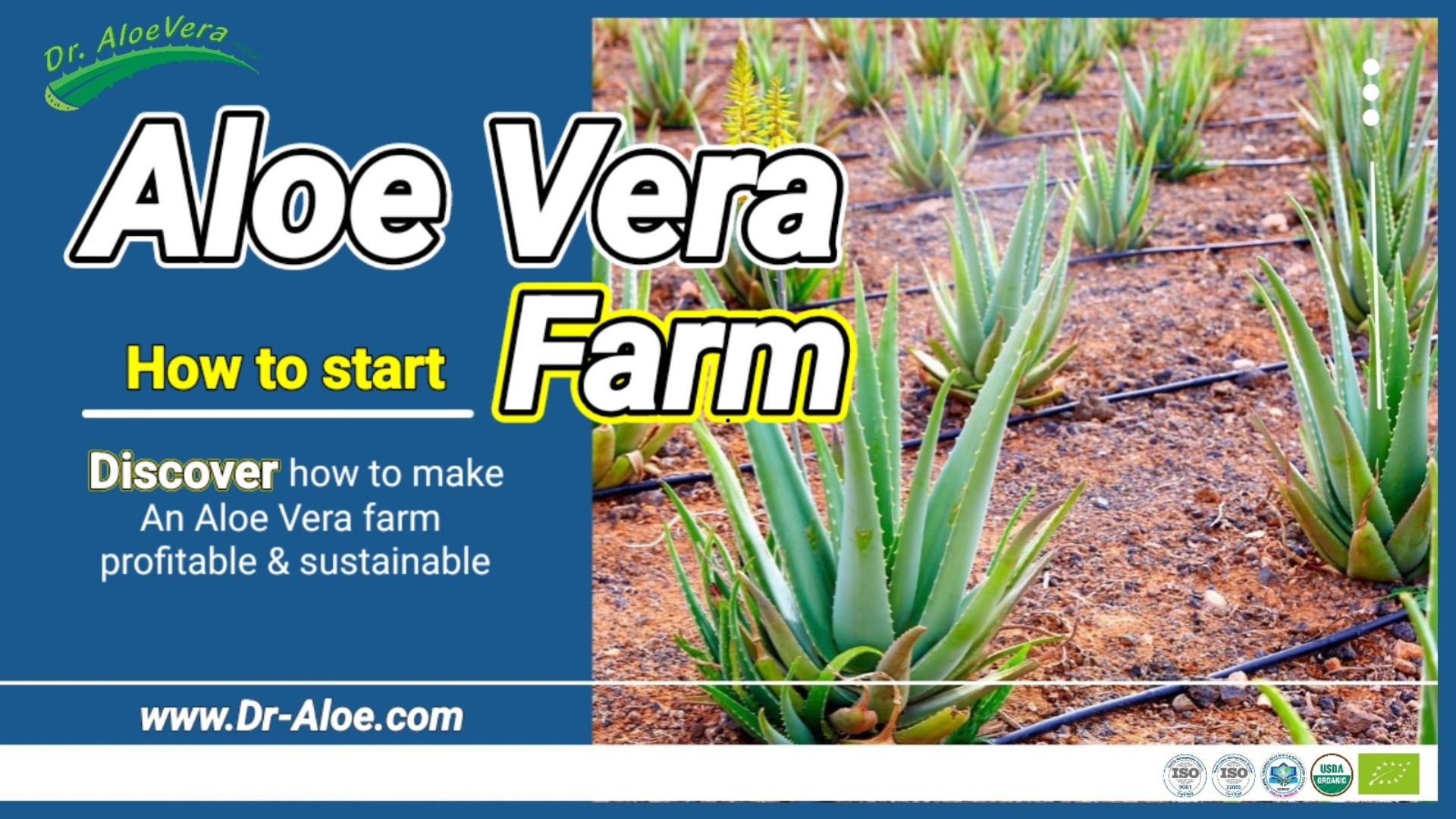 How to start an Aloe Vera farm - Dr aloe