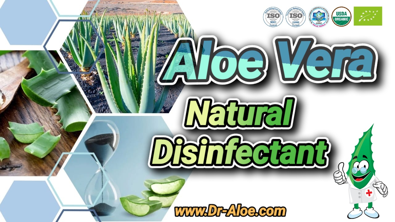 Aloe Vera a powerful natural Disinfectant - Dr aloe