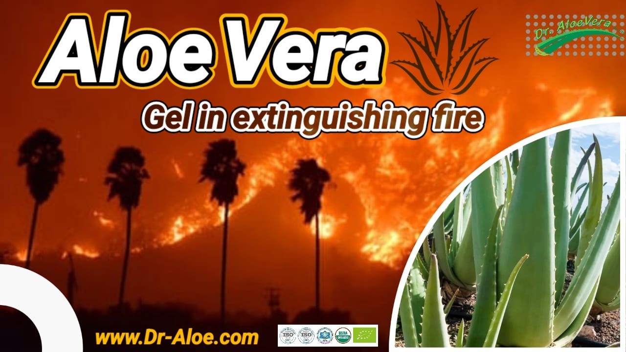 Using Aloe Vera Gel for Extinguishing Fire - Dr aloe